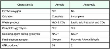 Aerobic vs Anaerobic Respiration : Online IGCSE Coordinated Science ...